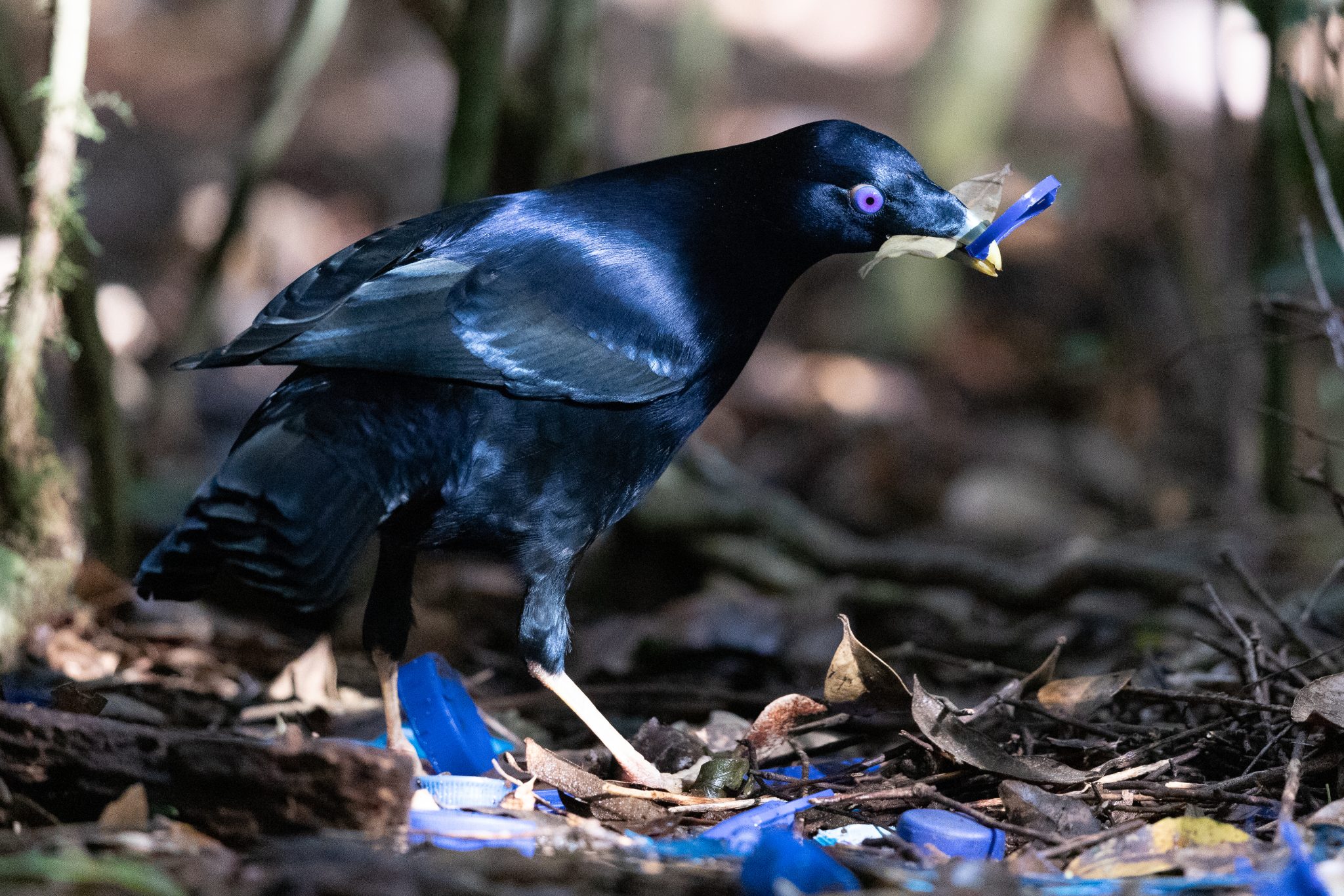 The Satin Bowerbirds and a Garden Transformation | Katoomba Area Local News